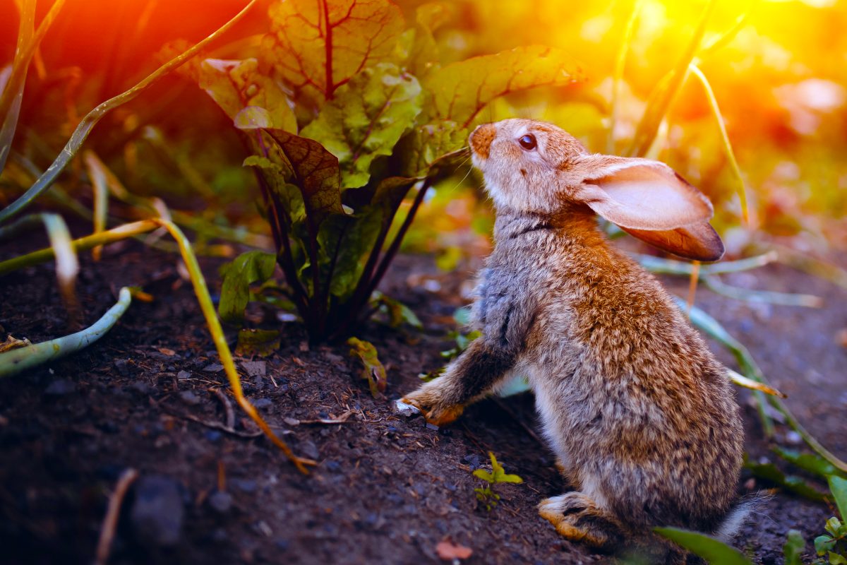Prevent rabbit damage to improve and protect your landscape – The ...