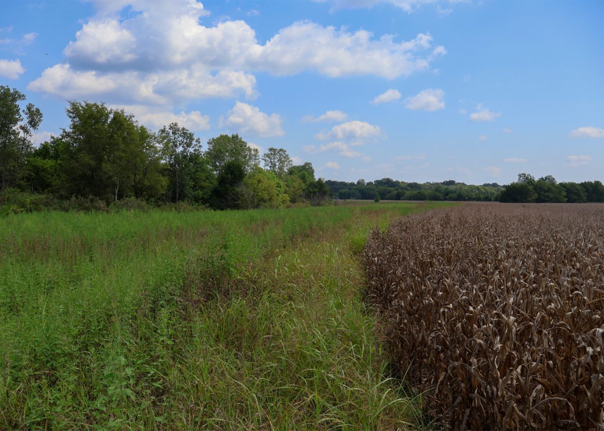 Precision conservation helps Delta farmers boost farm profitability ...