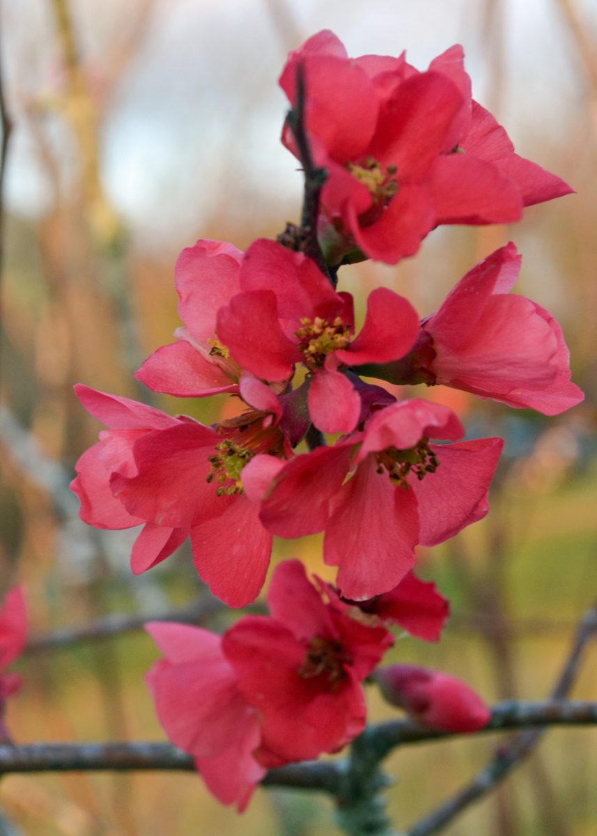 Flowering quince is an easy landscape addition – The Leland Progress
